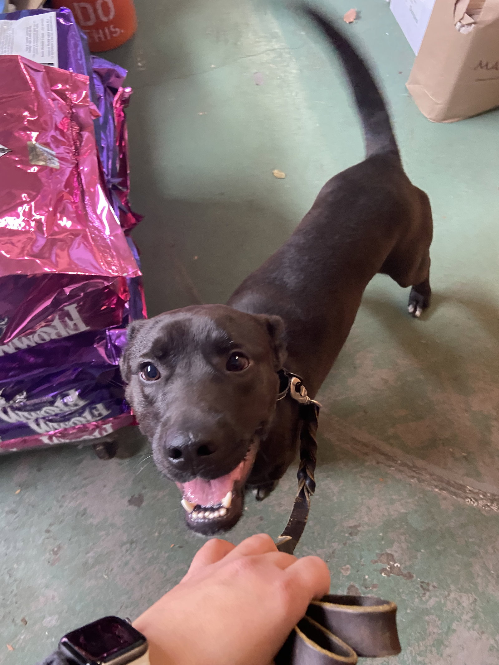 Dog for Adoption - Coal aka Cletus, a Labrador Retriever in Lombard, IL ...