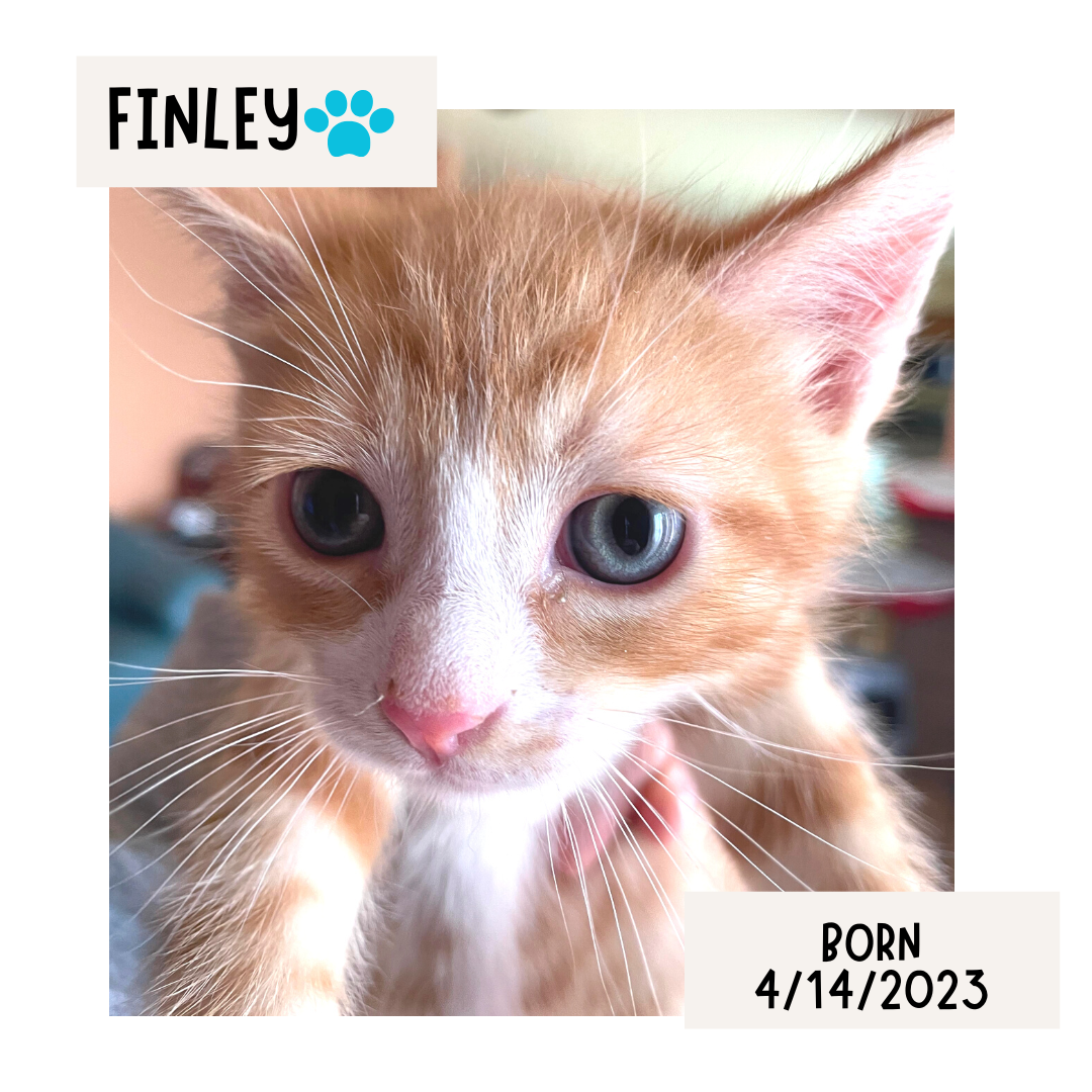 Cats for Adoption in Cicero, Illinois | Alpha Paw