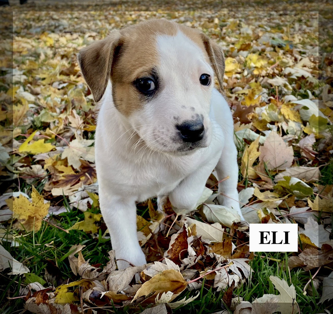 Dog for Adoption - ELI, a Pit Bull Terrier in Belvidere, IL | Alpha Paw
