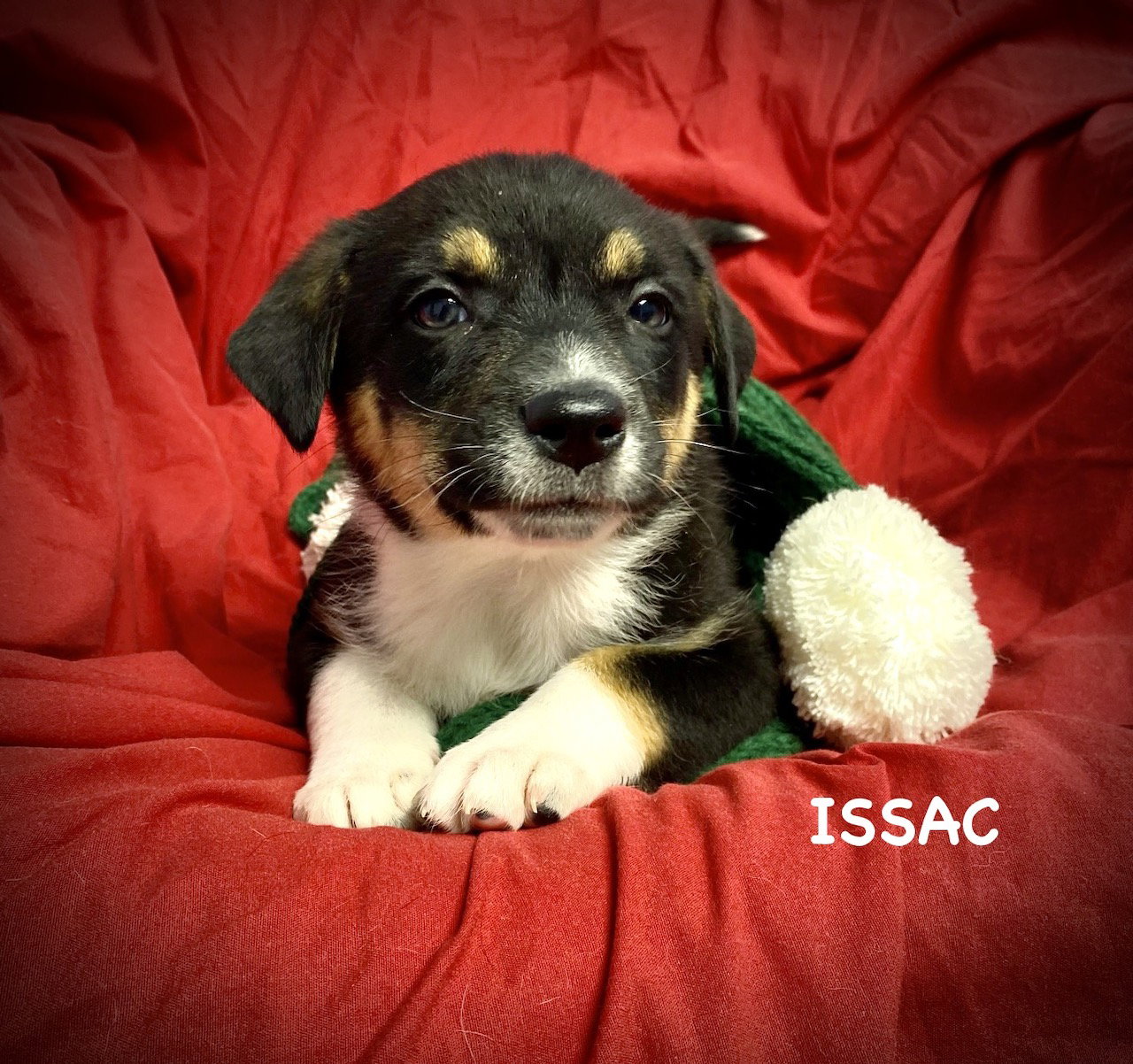 Dog for Adoption - ISAAC, a Australian Shepherd in Homer Glen, IL ...