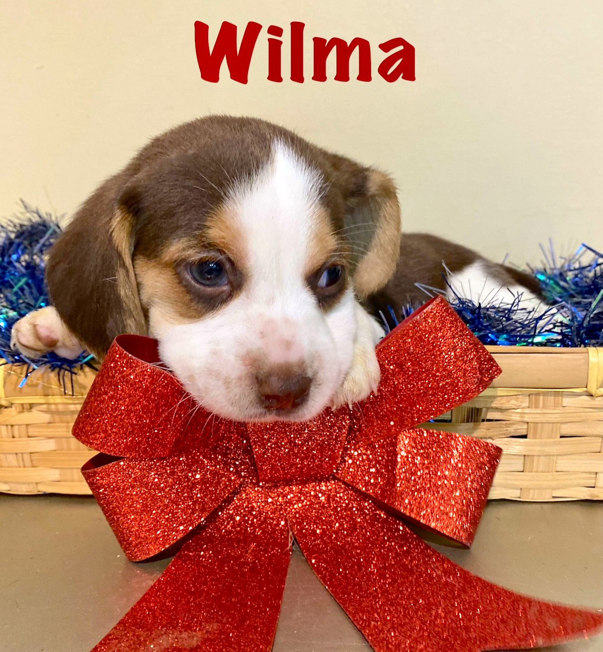 Dog for Adoption - WILMA, a Beagle in Crystal Lawns, IL | Alpha Paw