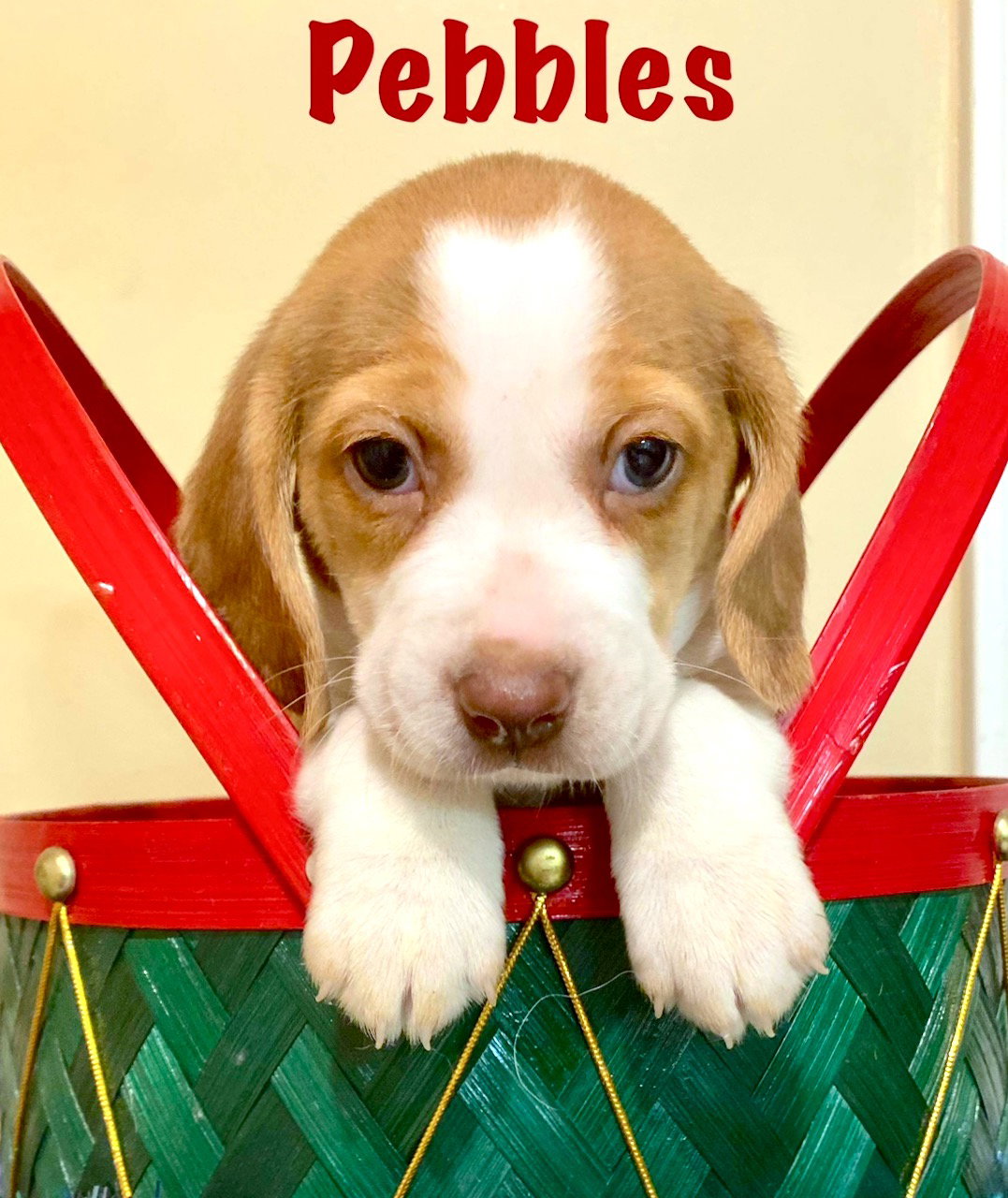 Dog for Adoption - PEBBLES, a Beagle in Downers Grove, IL | Alpha Paw