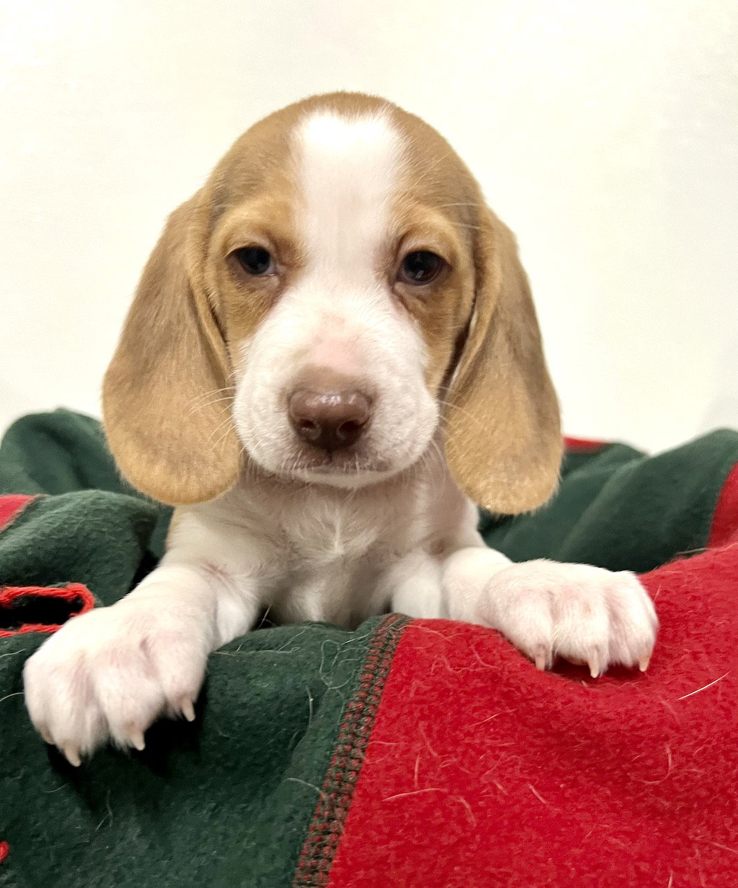 Dog for Adoption - PEBBLES, a Beagle in Downers Grove, IL | Alpha Paw