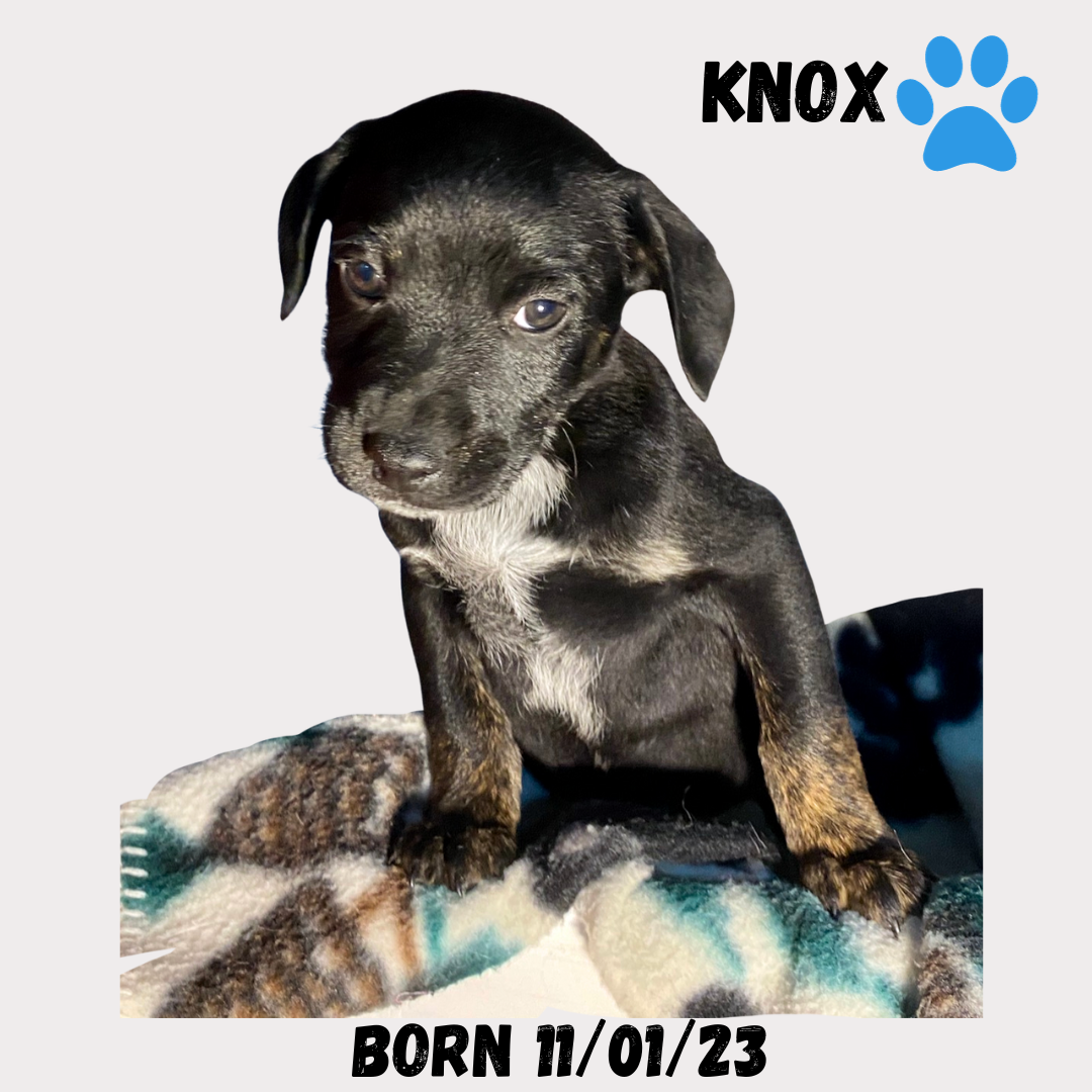 Dog for Adoption - KNOX, a Mountain Cur in Hawthorn Woods, IL | Alpha Paw