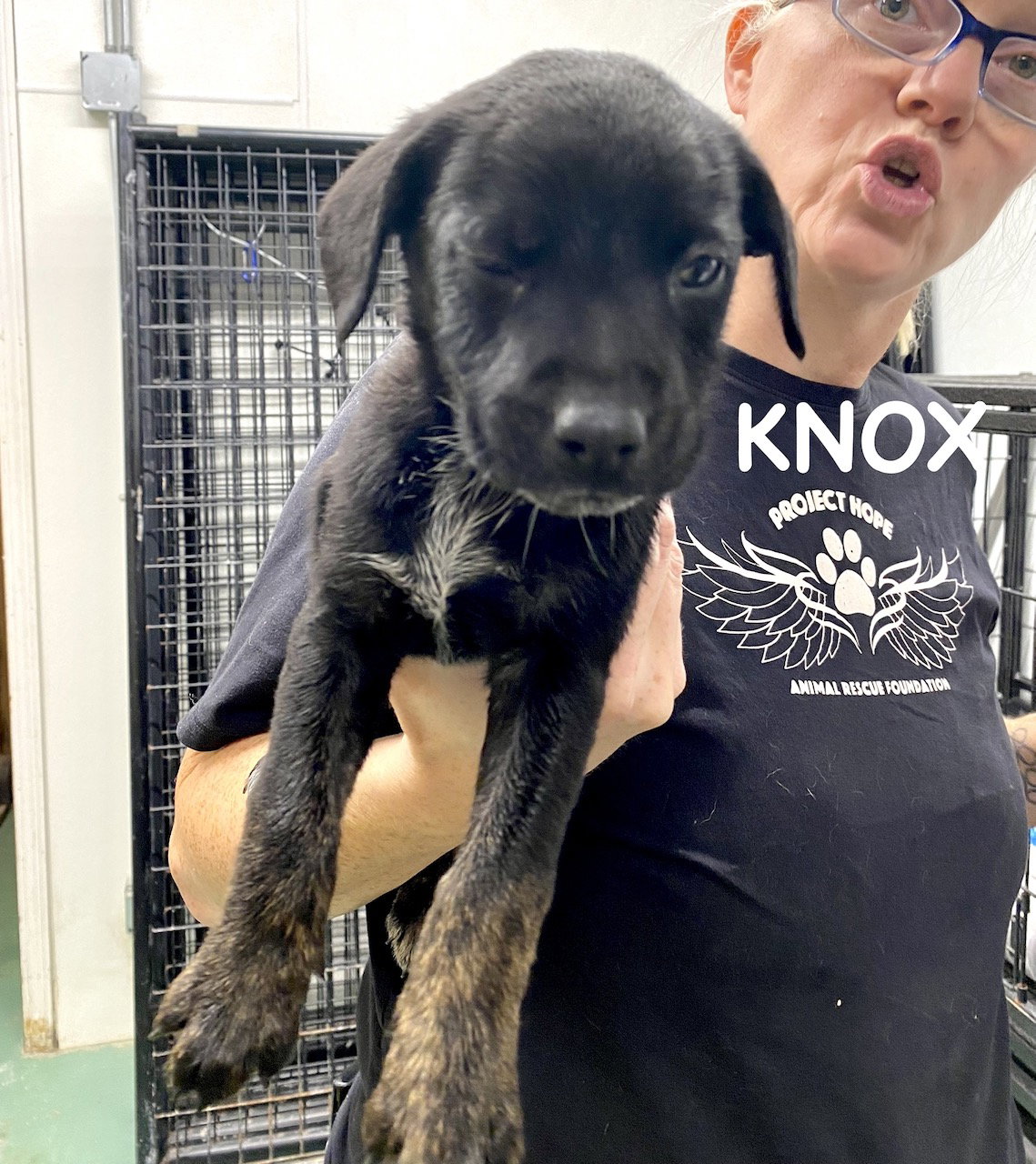 Dog for Adoption - KNOX, a Mountain Cur in Hawthorn Woods, IL | Alpha Paw