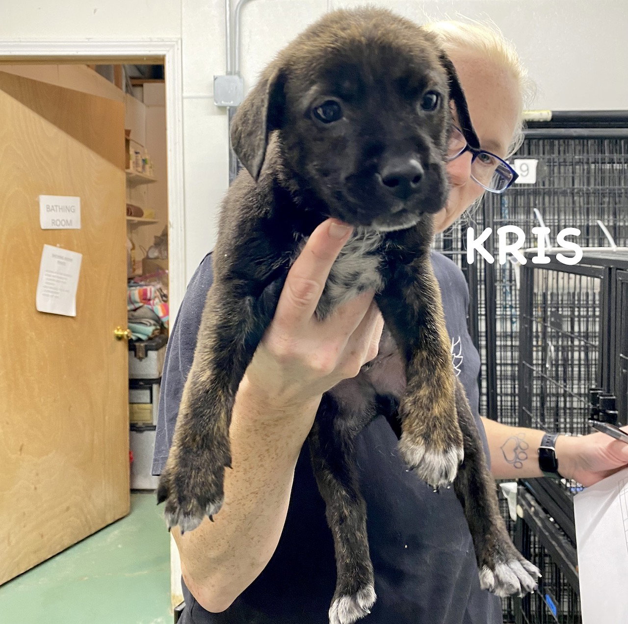 Dog for Adoption - KRIS, a Mountain Cur in Hawthorn Woods, IL | Alpha Paw
