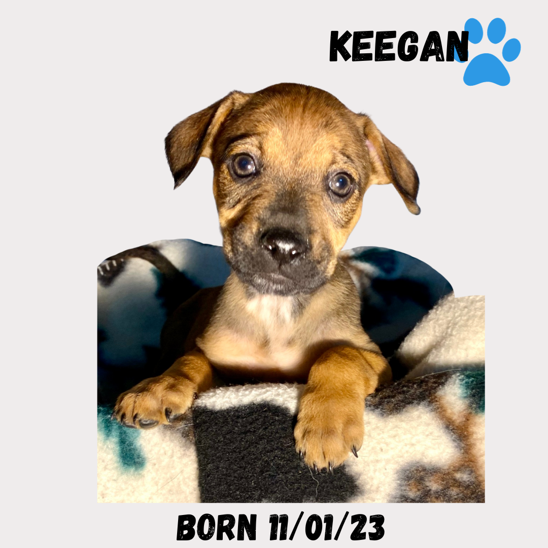 Dog for Adoption - KEEGAN, a Mountain Cur in Belvidere, IL | Alpha Paw