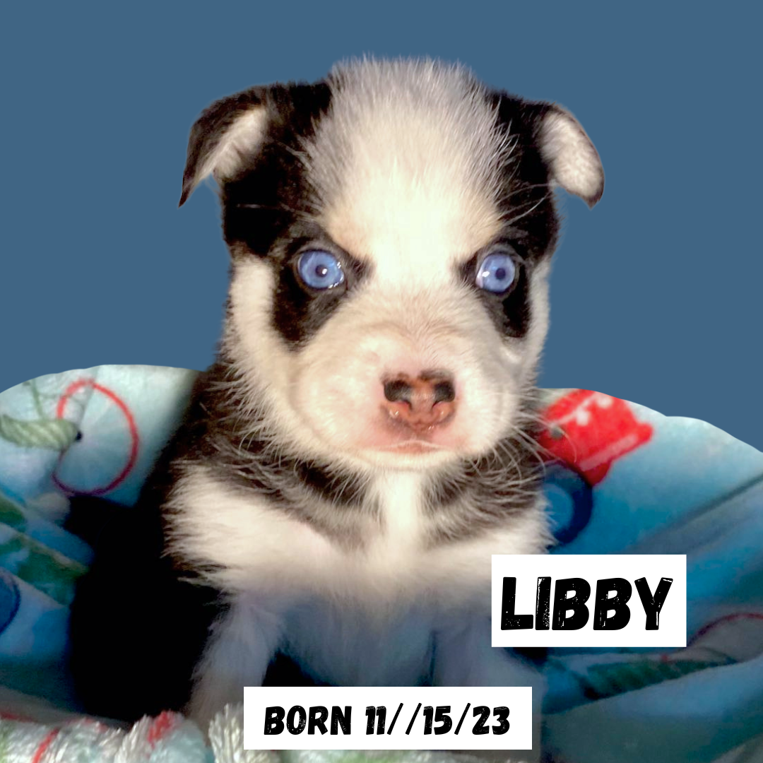 Dog for Adoption - LIBBY, a Border Collie in Delavan, WI | Alpha Paw