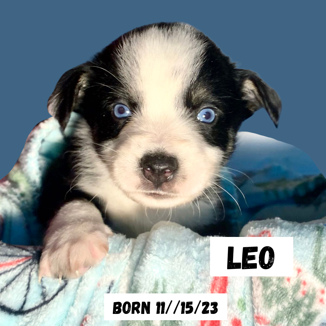 Dog for Adoption - LEO, a Border Collie in Kenosha County, WI | Alpha Paw