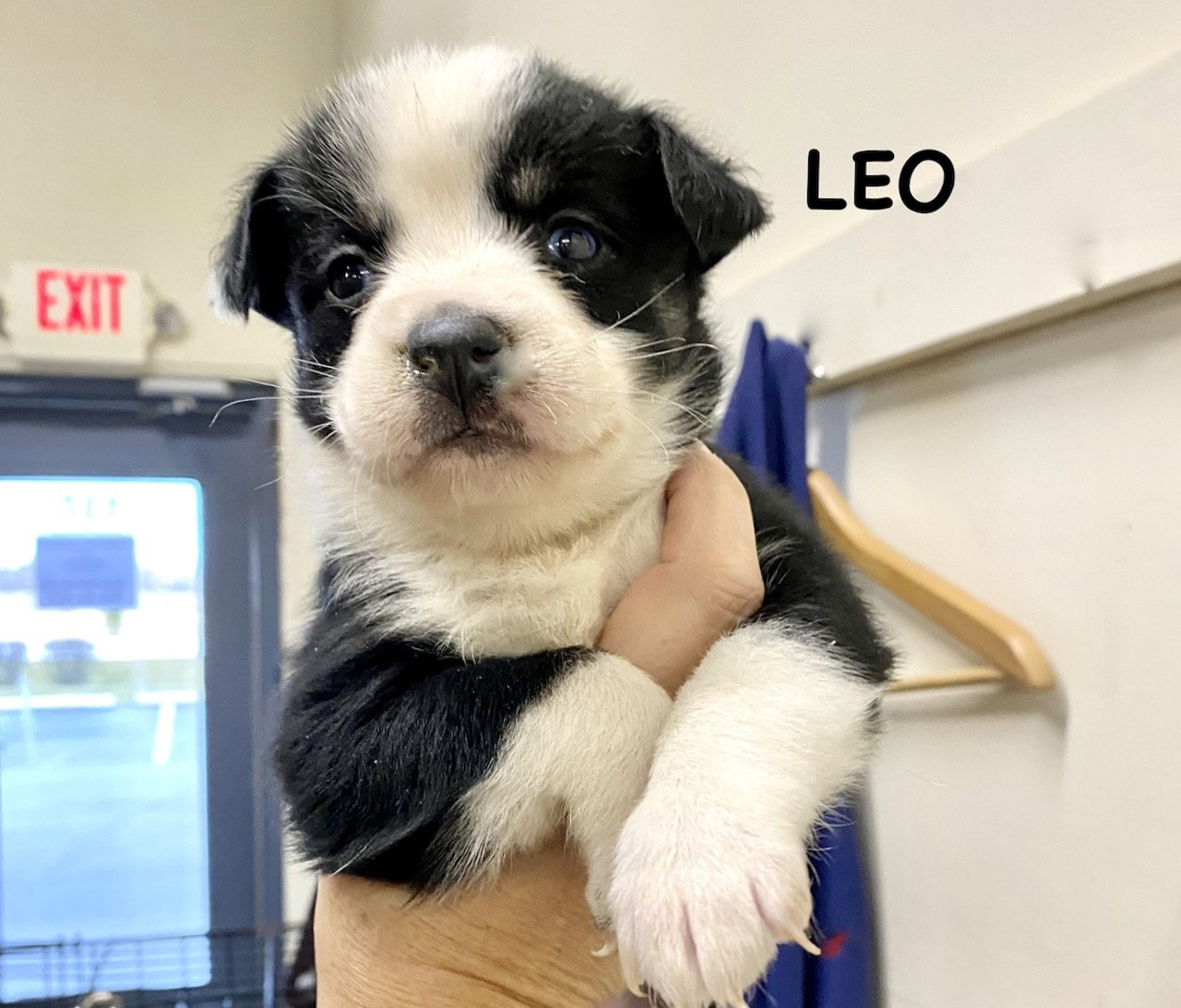 Dog for Adoption - LEO, a Border Collie in Kenosha County, WI | Alpha Paw