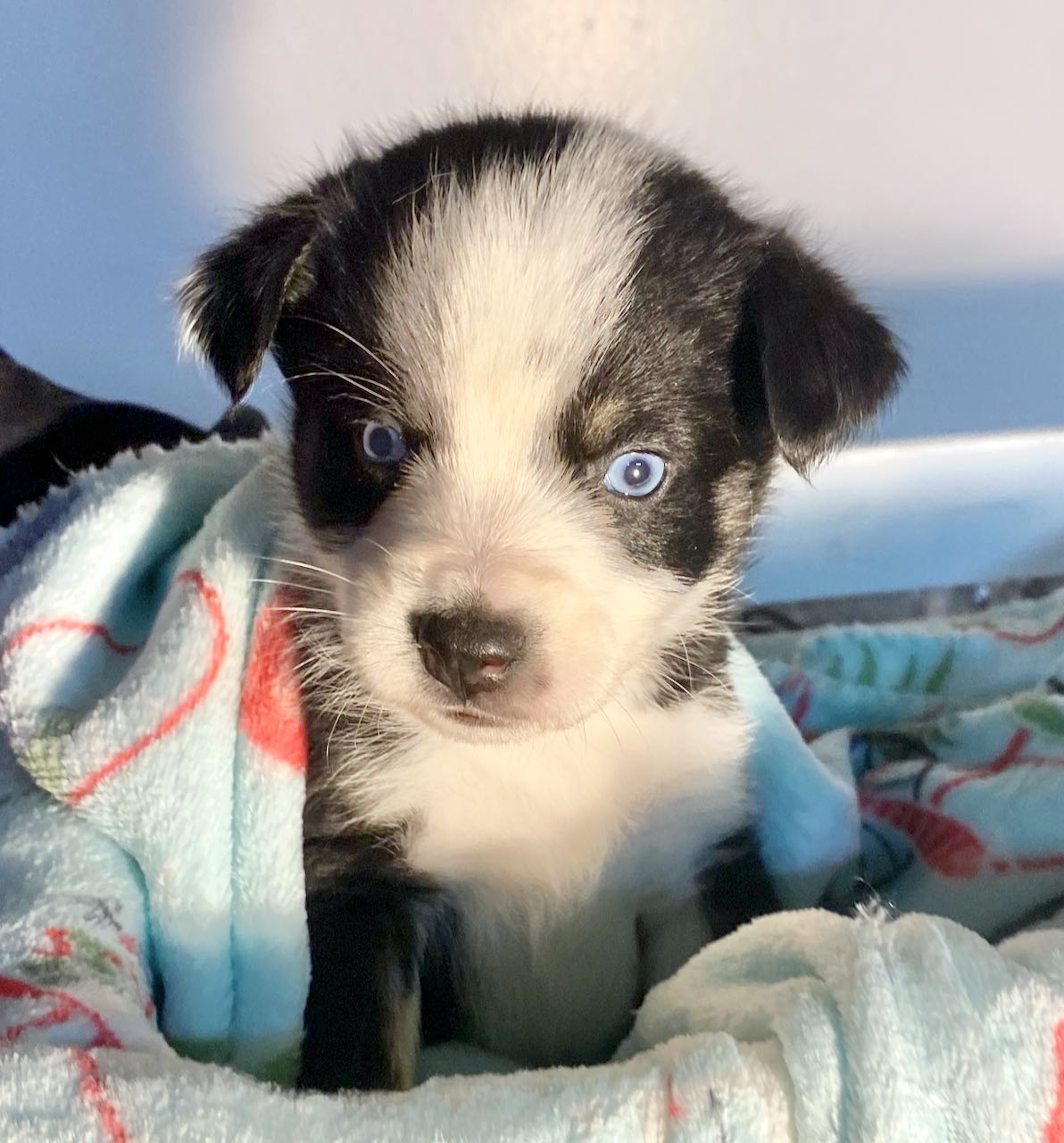 Dog for Adoption - LEO, a Border Collie in Kenosha County, WI | Alpha Paw