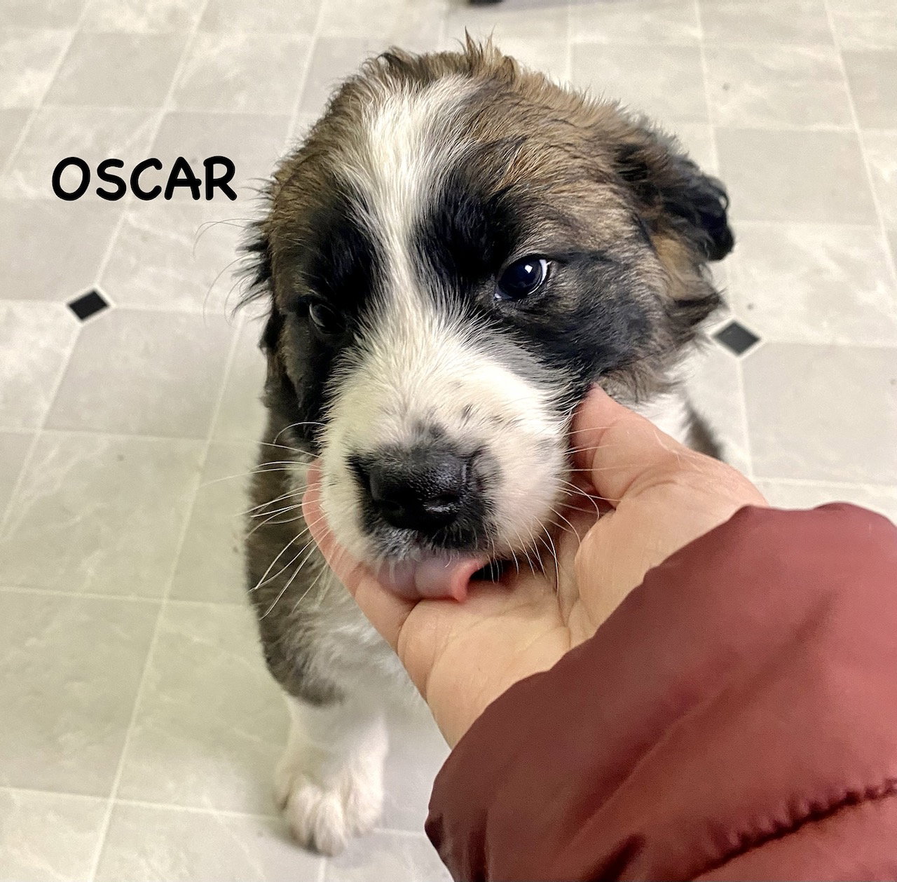 Dog for Adoption - OSCAR, a Great Pyrenees in Oak Forest, IL | Alpha Paw