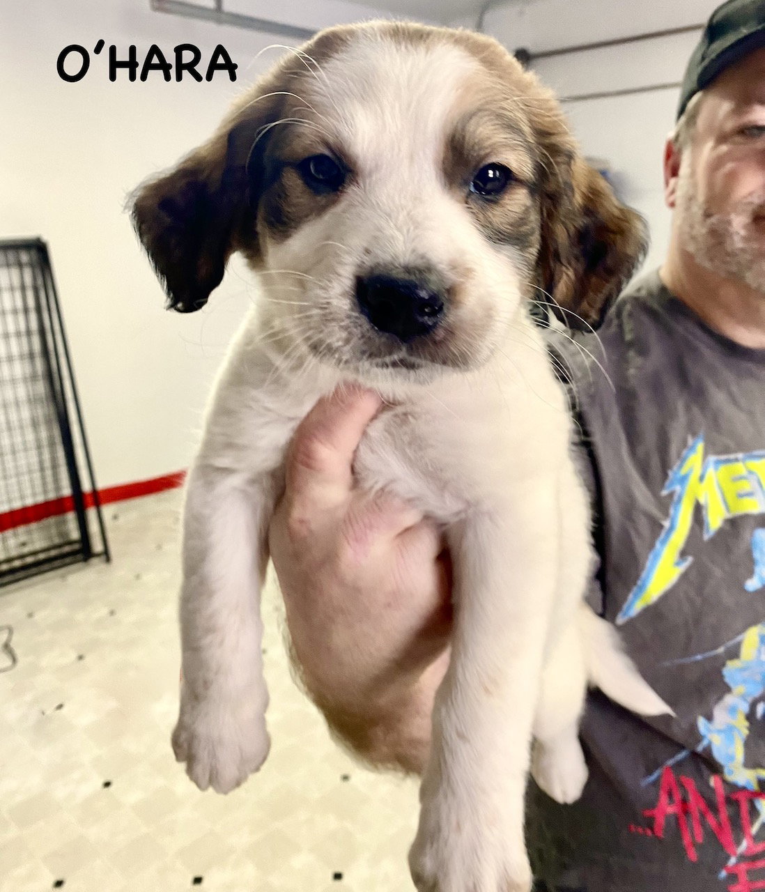 Dog for Adoption - O'HARA, a Great Pyrenees in West Dundee, IL | Alpha Paw