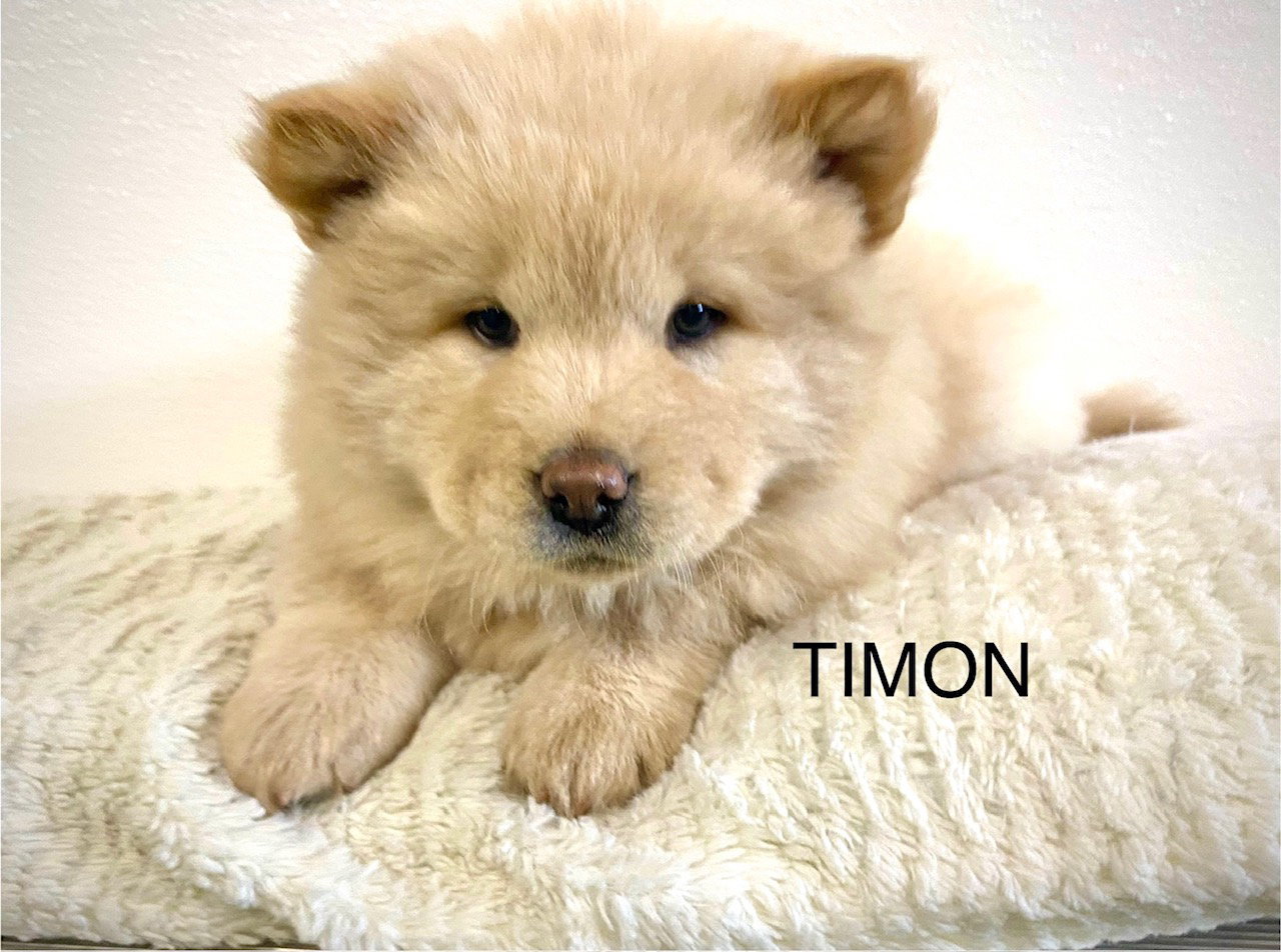 Dog for Adoption - TIMON, a Chow Chow in East Troy, WI | Alpha Paw