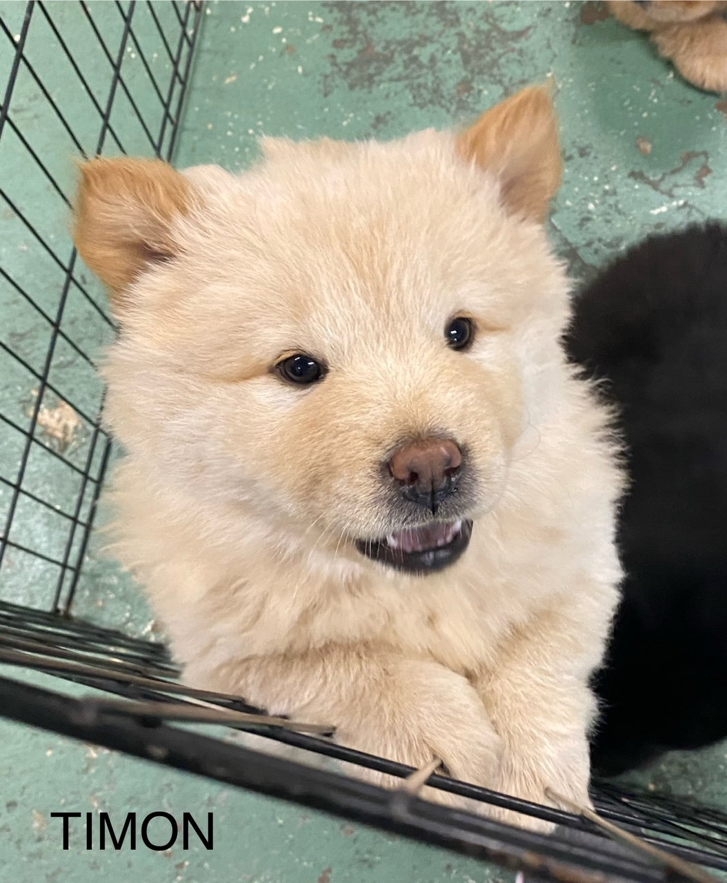 Dog for Adoption - TIMON, a Chow Chow in East Troy, WI | Alpha Paw