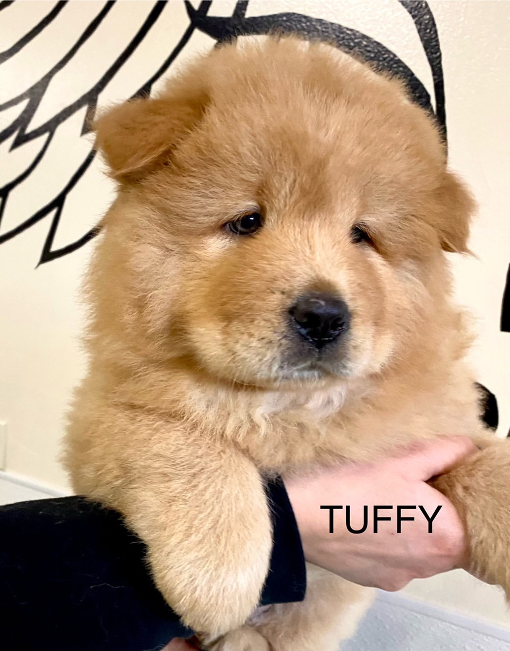Dog for Adoption - TUFFY, a Chow Chow in Brookfield, IL | Alpha Paw