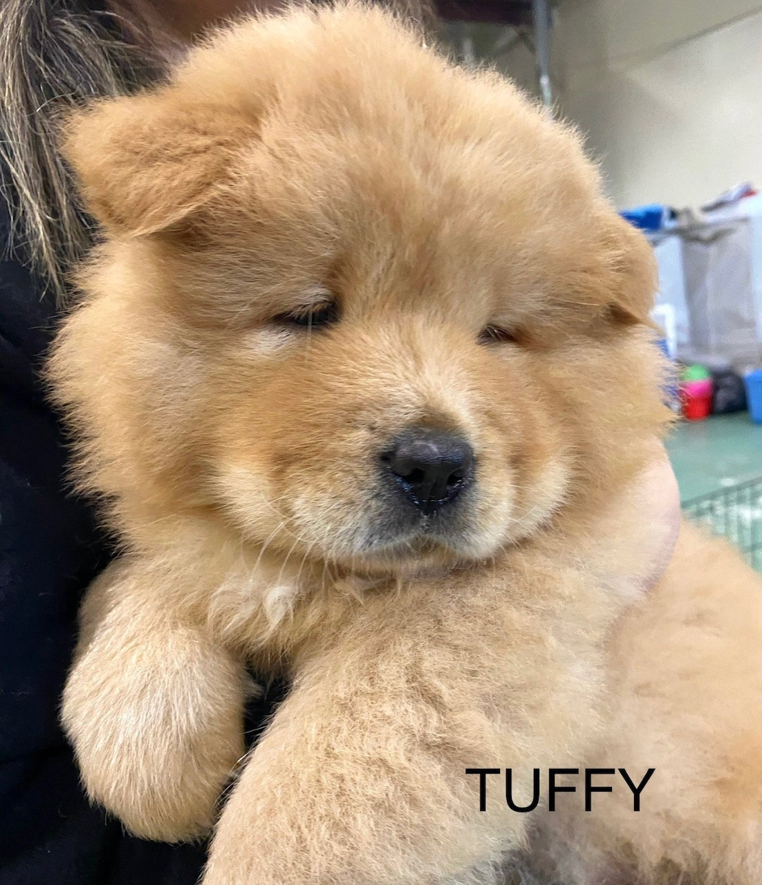 Dog for Adoption - TUFFY, a Chow Chow in Brookfield, IL | Alpha Paw