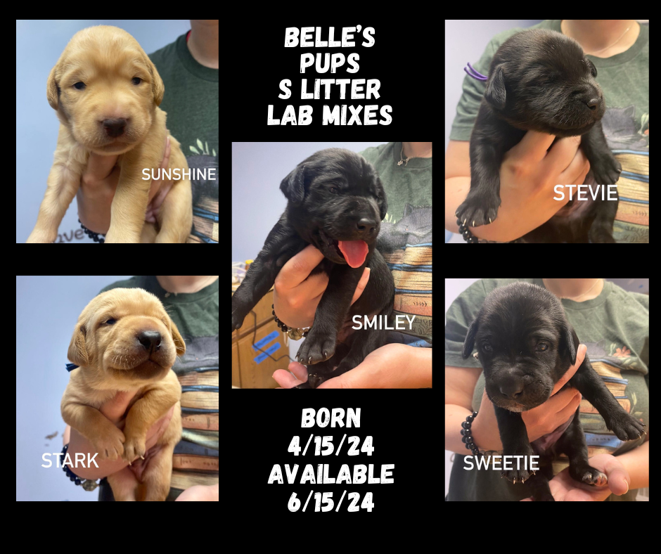 Dog for Adoption - THE S LITTER-BELLE'S PUPS, a Labrador Retriever in ...