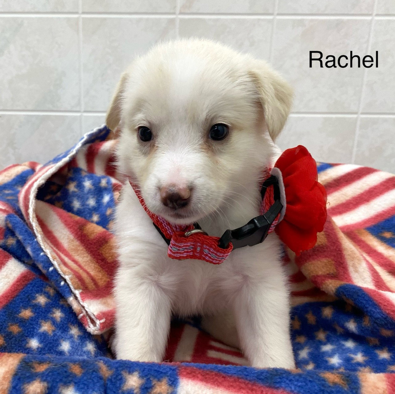 Dog for Adoption - Rachel, a Sheep Dog in La Grange Park, IL | Alpha Paw
