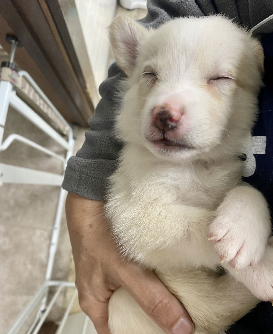 Dog for Adoption - Rachel, a Sheep Dog in La Grange Park, IL | Alpha Paw Dog for Adoption - Rachel, a Sheep Dog in La Grange Park, IL | Alpha Paw