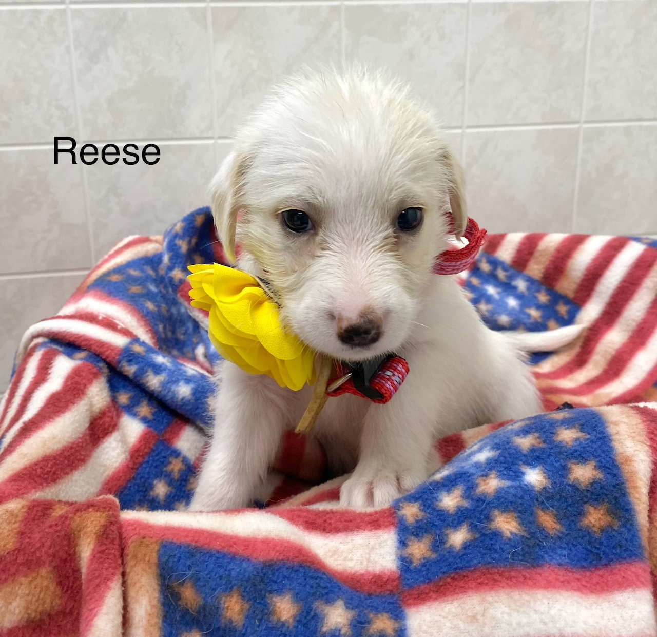 Dog for Adoption - Reese, a Sheep Dog in Delavan, WI | Alpha Paw