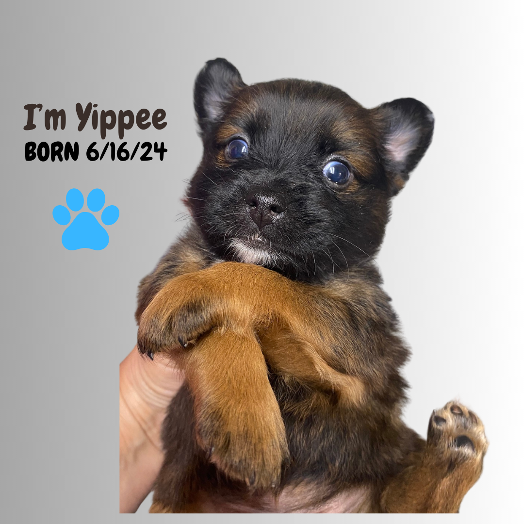 Dog for Adoption - YIPPEE, a Pug in Orland Park, IL | Alpha Paw