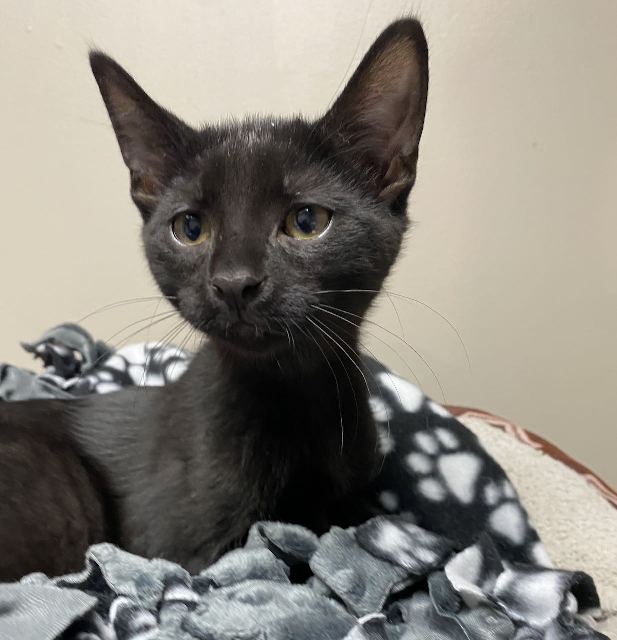 Cats for Adoption in Roscoe, Illinois | Alpha Paw