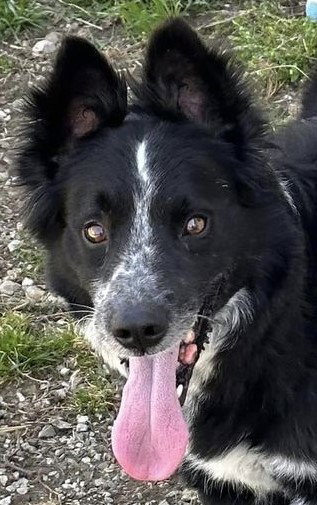 Dog for Adoption - Gus, a Border Collie in Wadsworth, OH | Alpha Paw