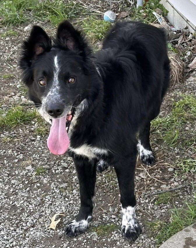 Dog for Adoption - Gus, a Border Collie in Barberton, OH | Alpha Paw