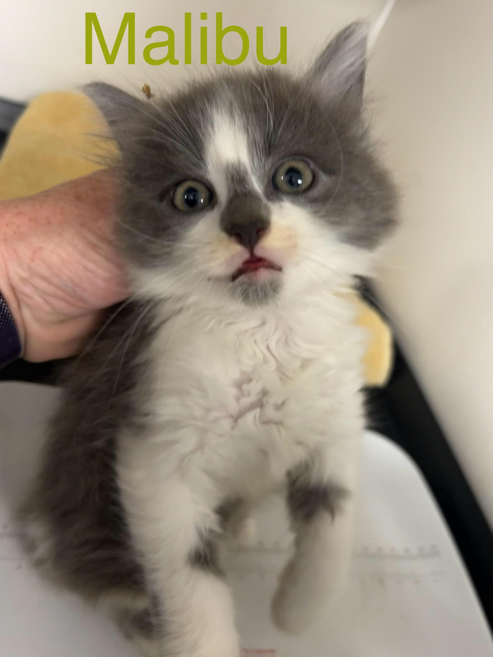 Cats for Adoption in Berkshire County, Massachusetts | Alpha Paw