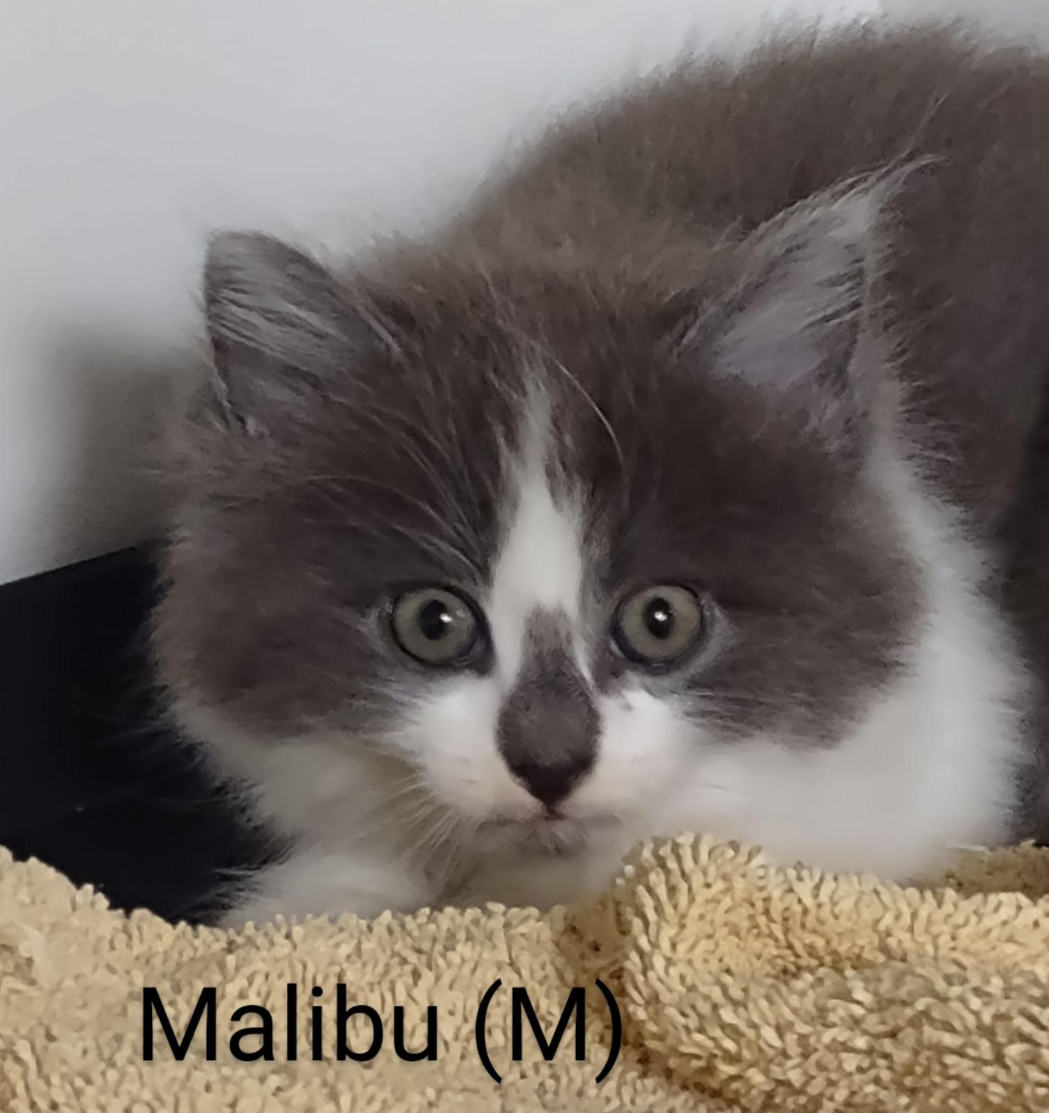Cats for Adoption in Berkshire County, Massachusetts | Alpha Paw