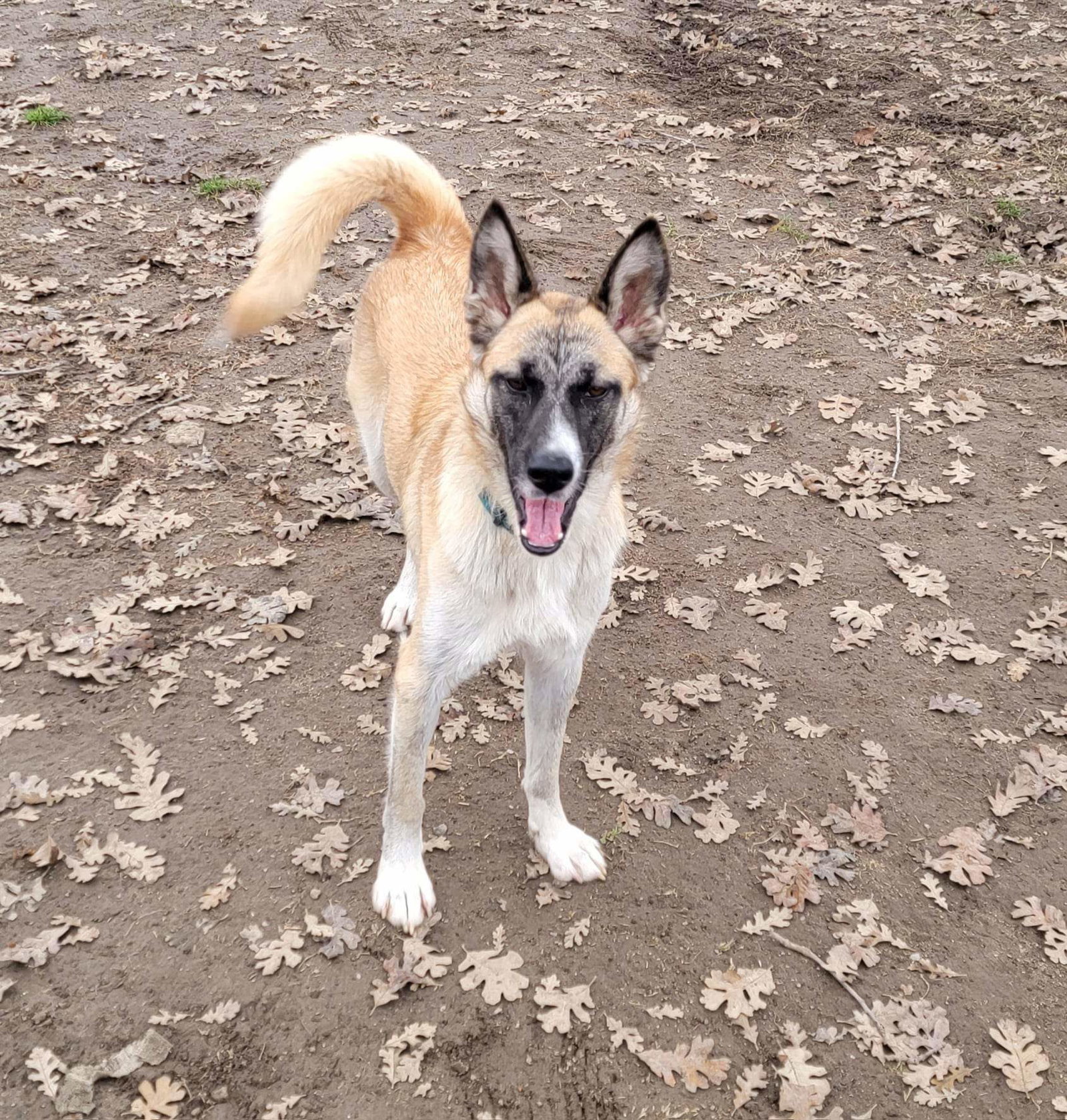 Dog for Adoption - Zuri, a Belgian Shepherd Malinois in Lemoore, CA ...