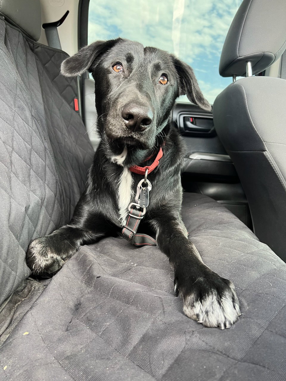 Dog for Adoption - Ranger, a Labrador Retriever in Sanger, CA | Alpha Paw