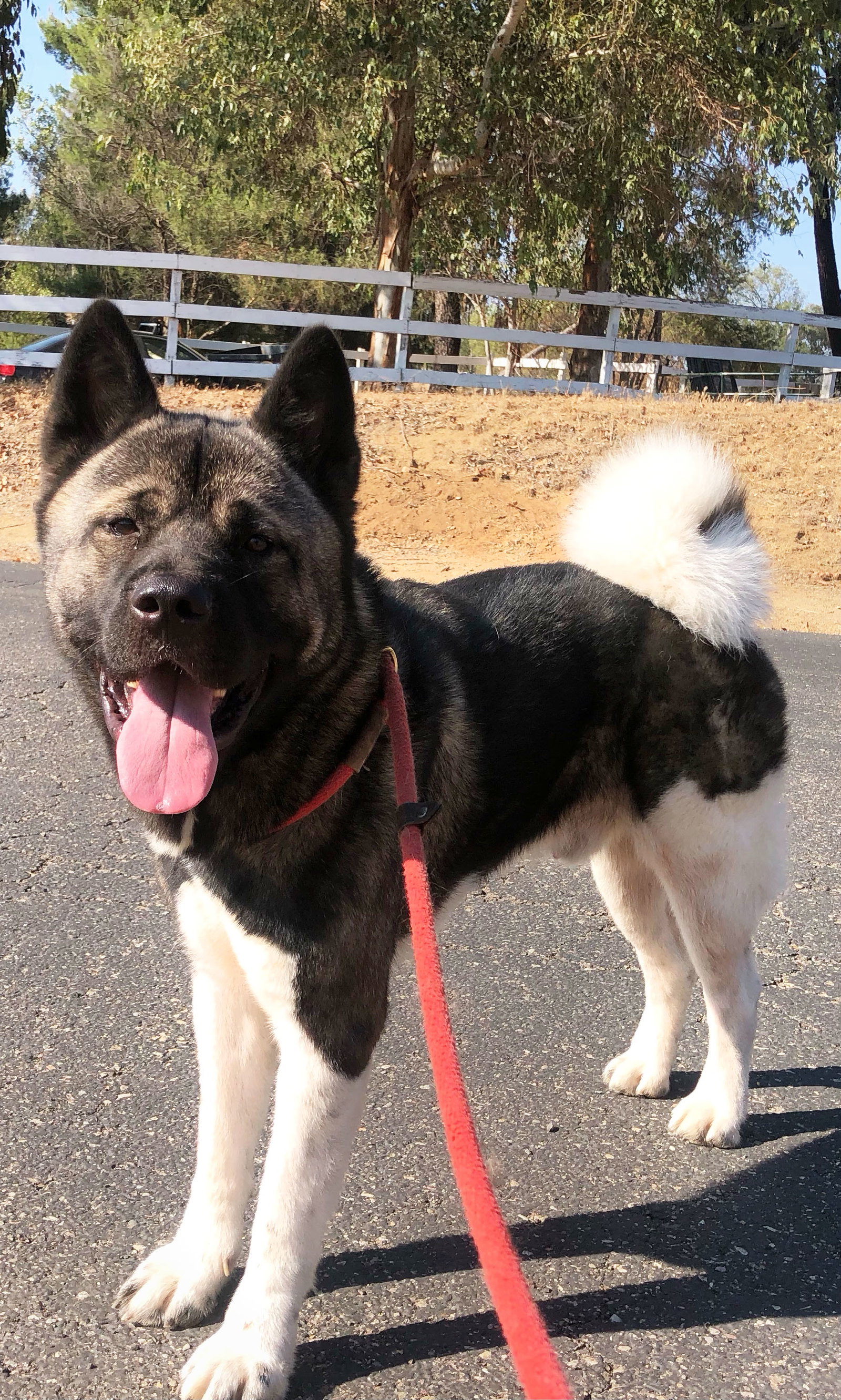 Akita Rescue Southern California -- A Passion for Paws