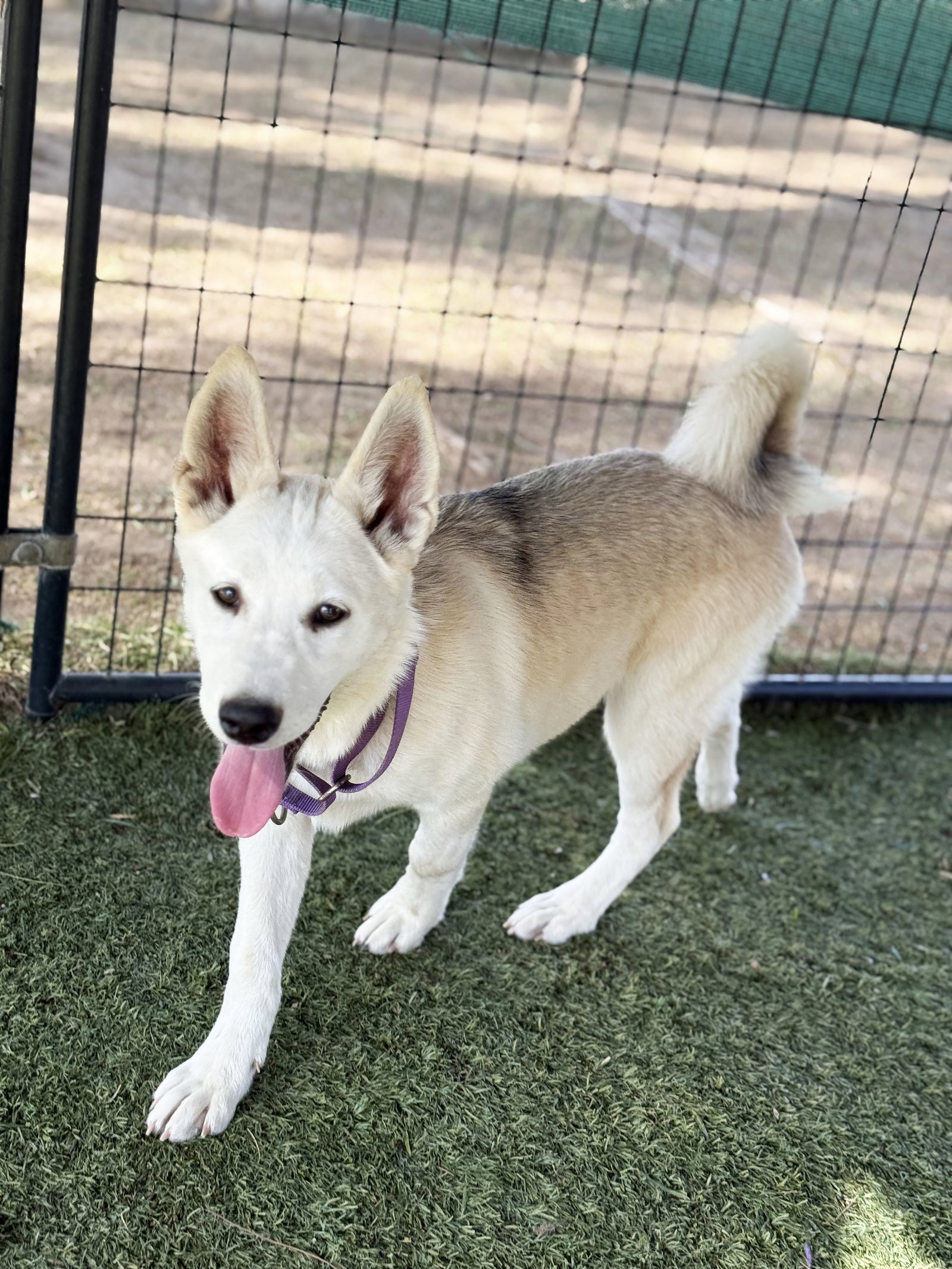 Akita Rescue Southern California -- A Passion for Paws