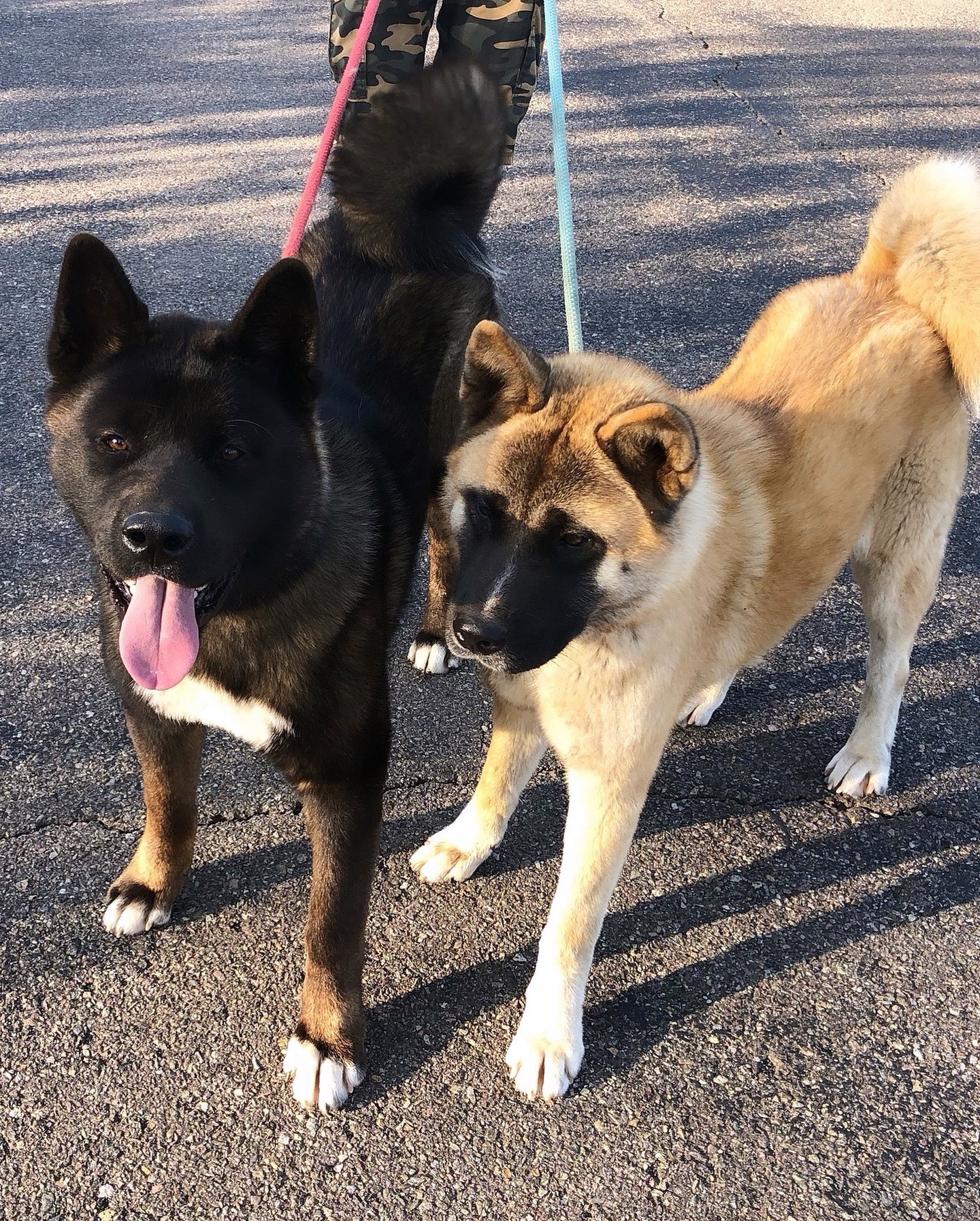 Akita Rescue Southern California -- A Passion for Paws