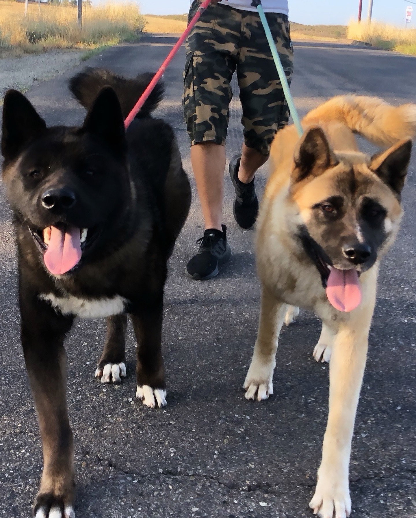 Akita Rescue Southern California -- A Passion for Paws