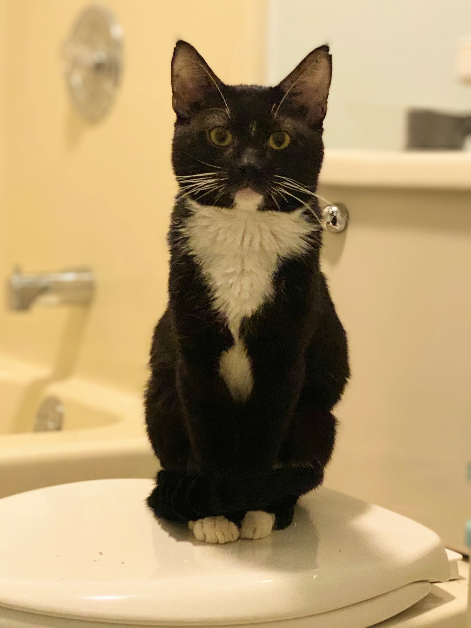 Cats for Adoption in Barre, Vermont | Alpha Paw
