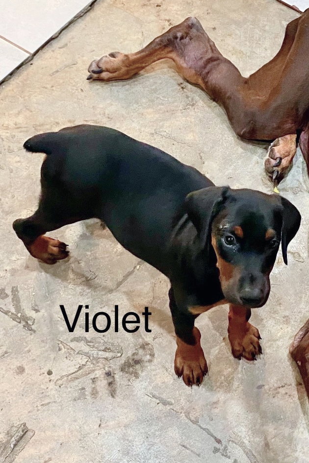 Violet 3440 (Bella puppy 4)'s Web Page
