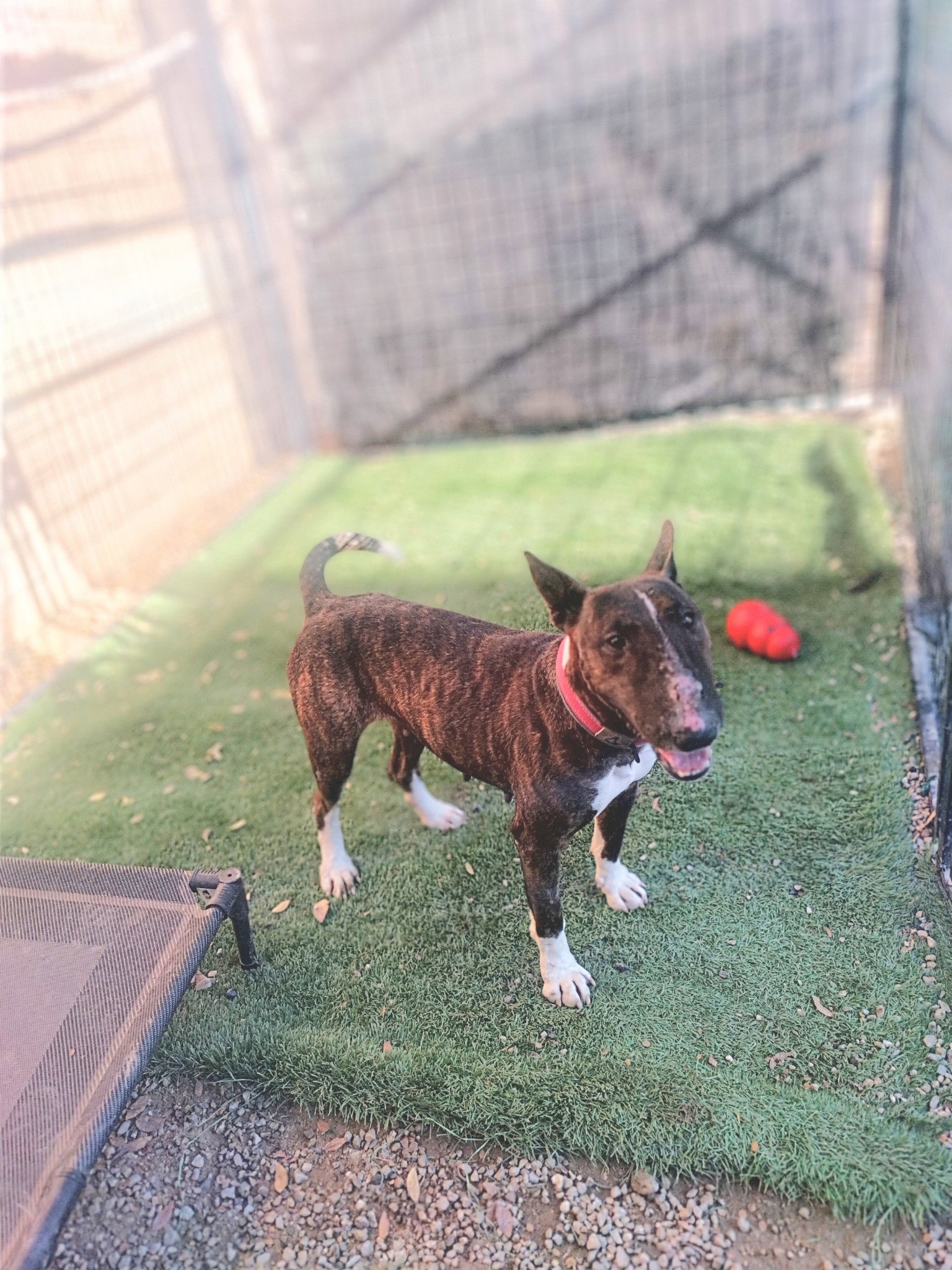 Dog for Adoption - LAYLA, a Bull Terrier in Palm Desert, CA | Alpha Paw