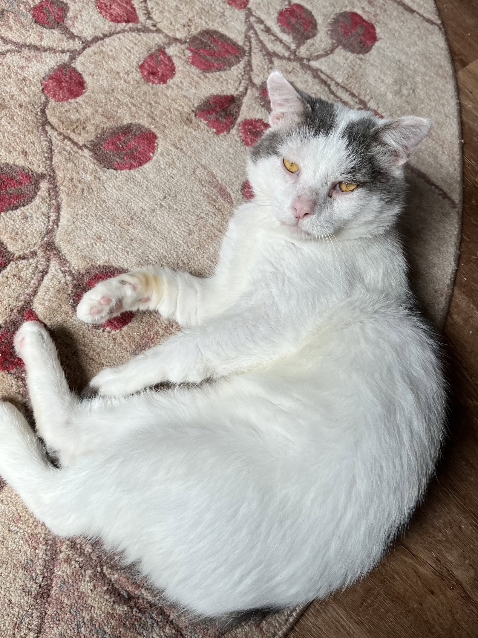 Cats for Adoption in Lodi, Ohio | Alpha Paw