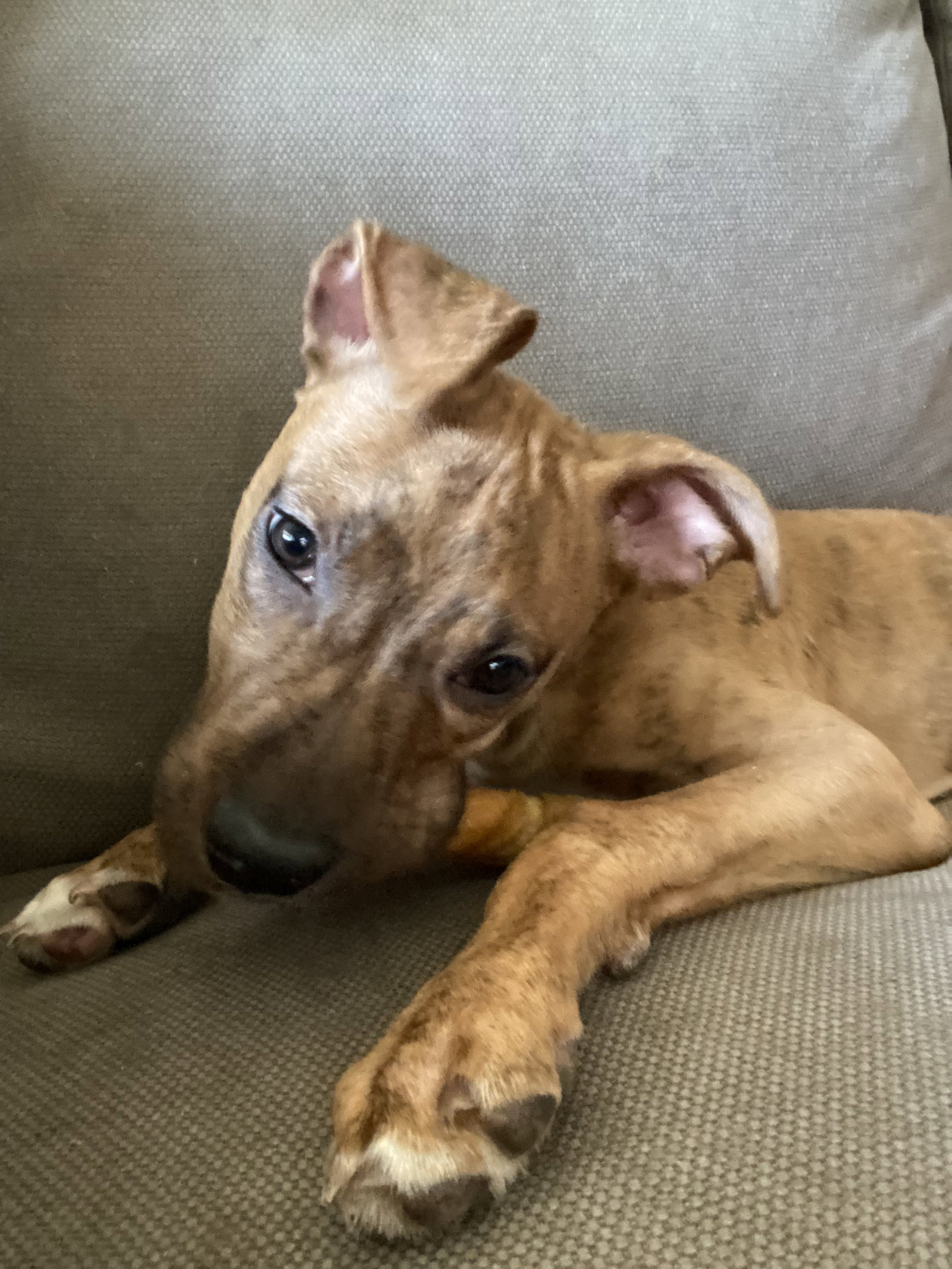 Dog for Adoption - Tonka, a American Pit Bull Terrier in Anne Arundel ...