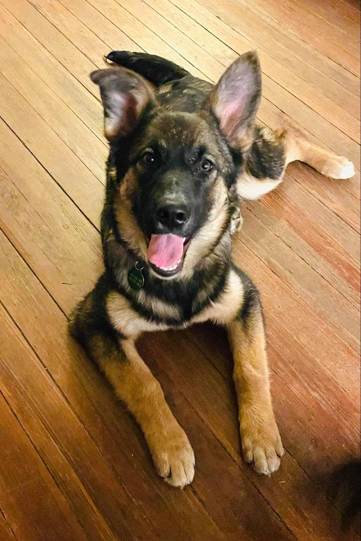 Dog for Adoption - Annabelle, a German Shepherd Dog in Baltimore County ...
