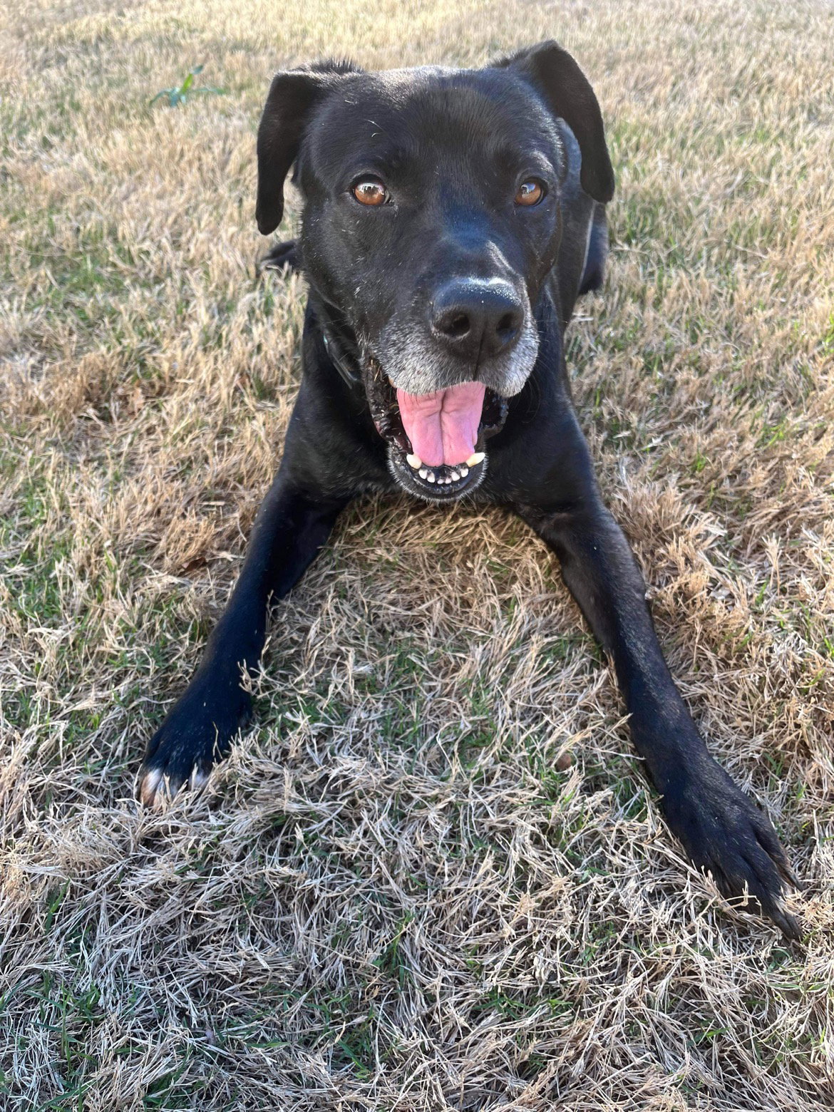 Dog for Adoption - Prince, a Black Labrador Retriever in Baltimore, MD ...