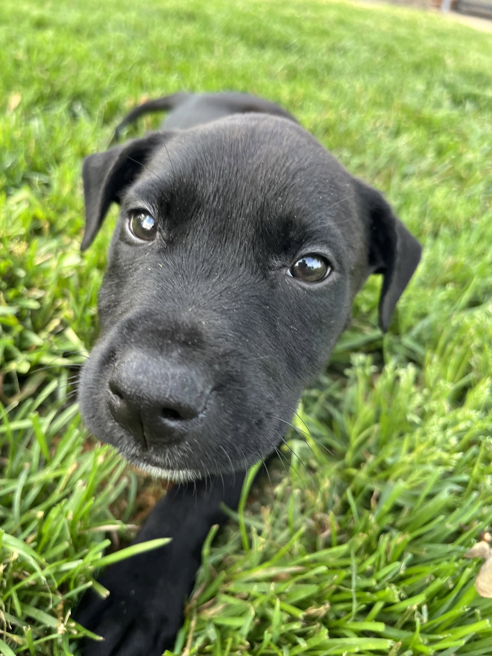 Dog for Adoption - Dan, a Labrador Retriever in Parkville, MD | Alpha Paw