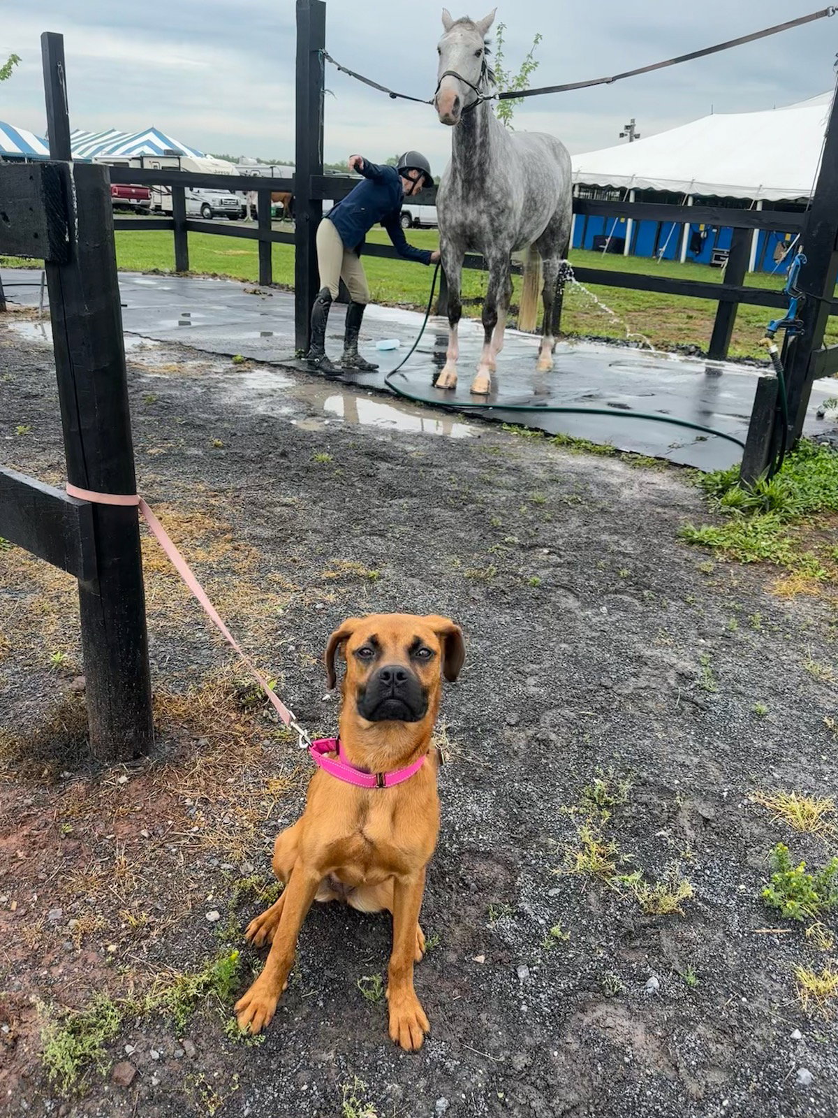 Dog for Adoption - Maddie, a Boxer in Newark, DE | Alpha Paw