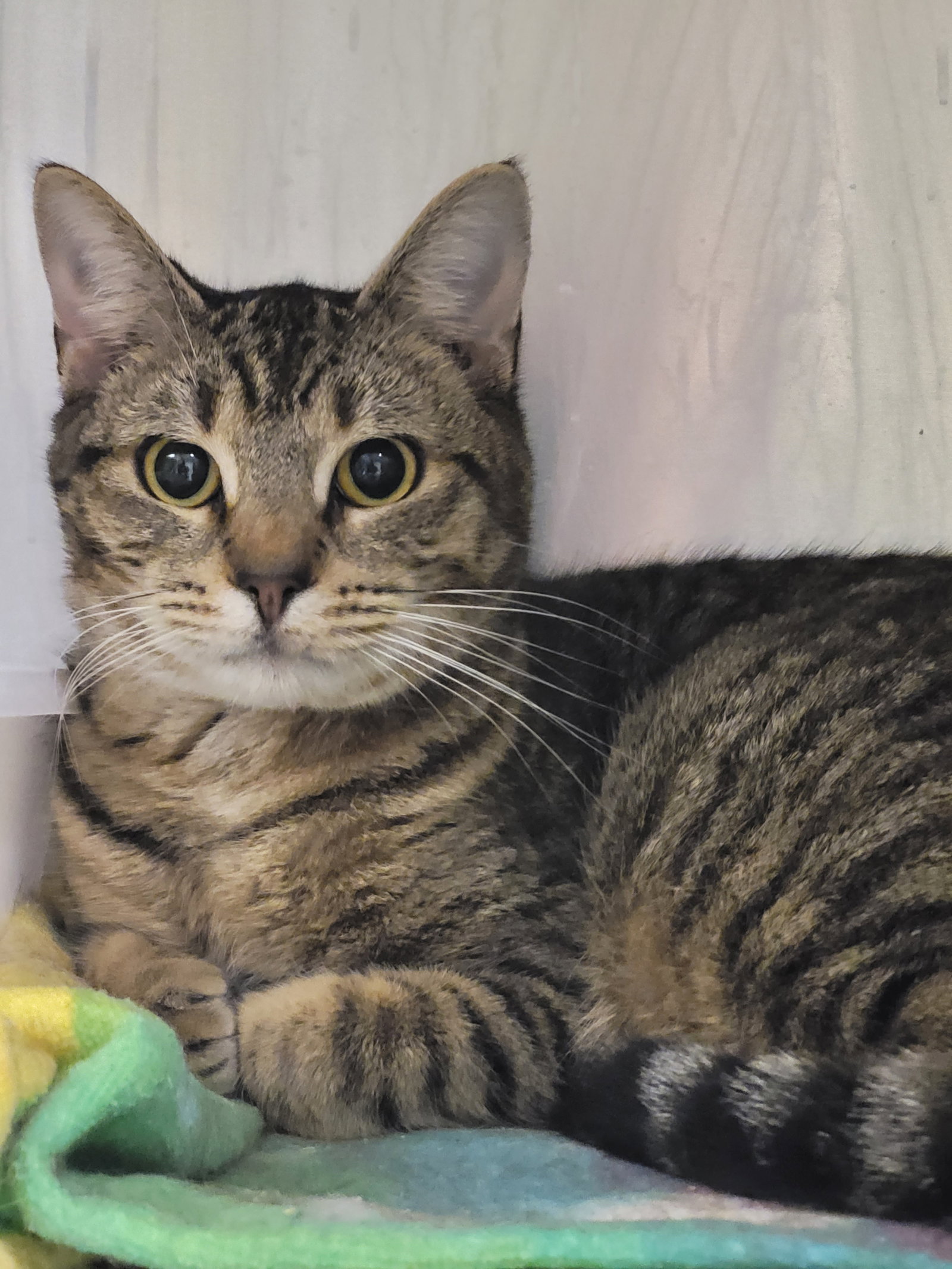 Cats for Adoption in Dahlonega, Georgia | Alpha Paw