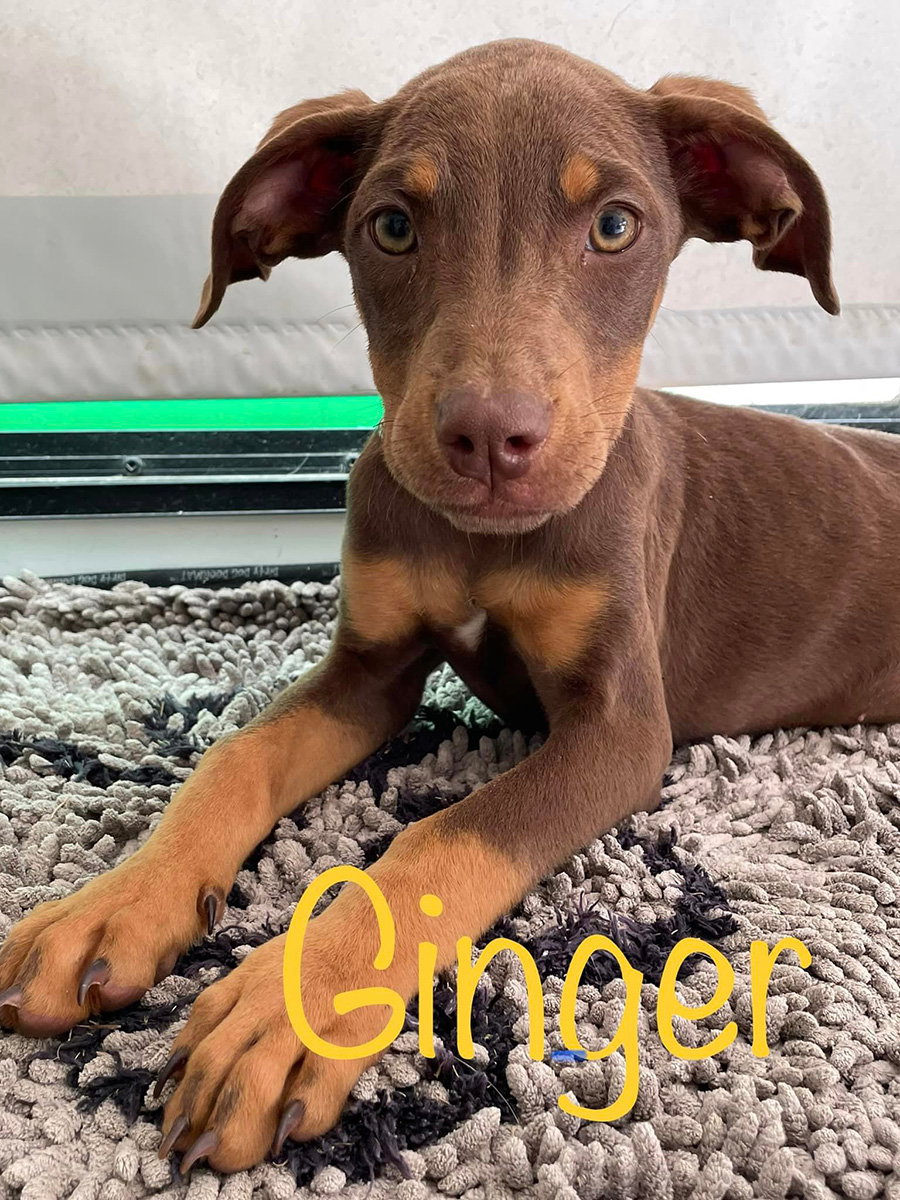 Dog for Adoption - Ginger, a Doberman Pinscher in Mariposa, CA | Alpha Paw