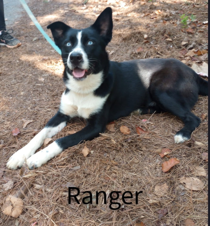Dog for Adoption - Ranger, a Border Collie in Atlanta, GA | Alpha Paw
