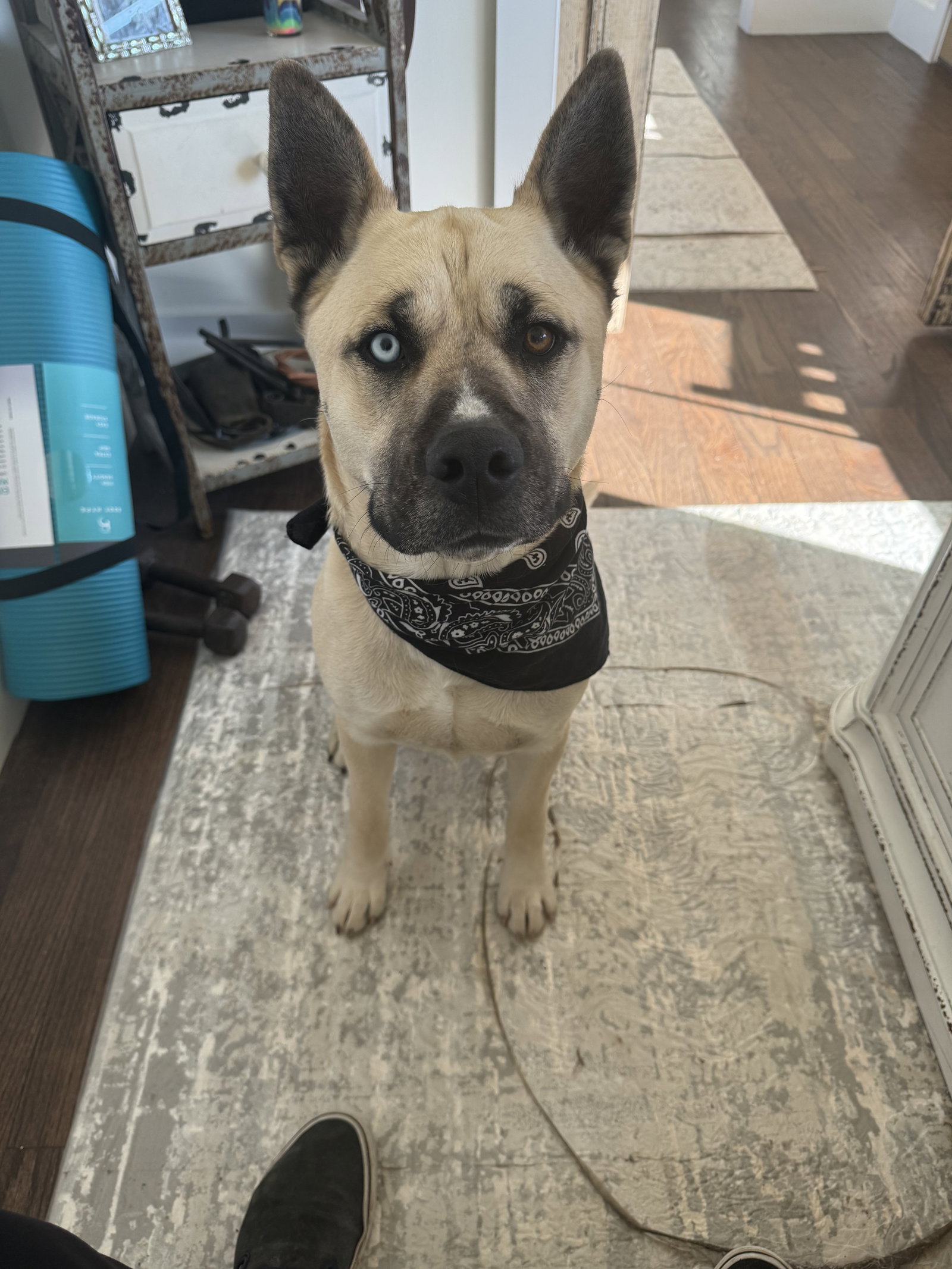 Dog for Adoption - Simba, a German Shepherd Dog in Fayette County, GA ...